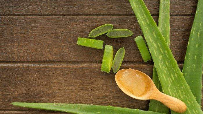 Penggunaan Aloe Vera Bisa Mengatasi Masalah Hiperpigmentasi, Berikut 3 ...