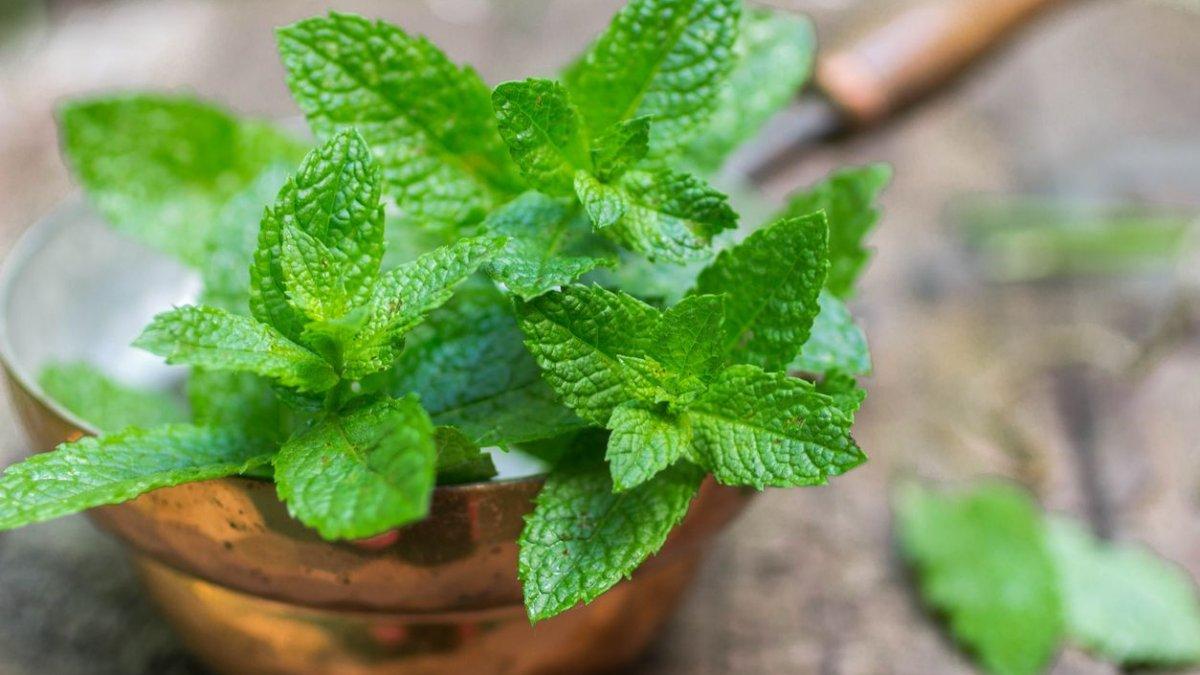 10 Rempah dan Herbal yang Dipercaya Membantu Menjaga Kesehatan Tubuh ...